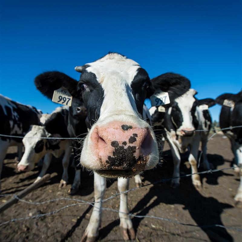 Dairy Week is September 18-22! - Agriculture in the Classroom Manitoba