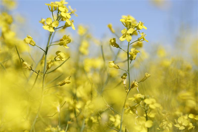 Manitoba Canola Growers Association announces three-year funding ...